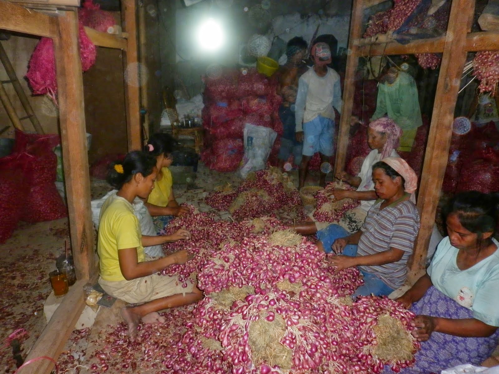 Pembersihan, Sortasi, dan Grading Bawang Merah | anakagronomy[dot]com