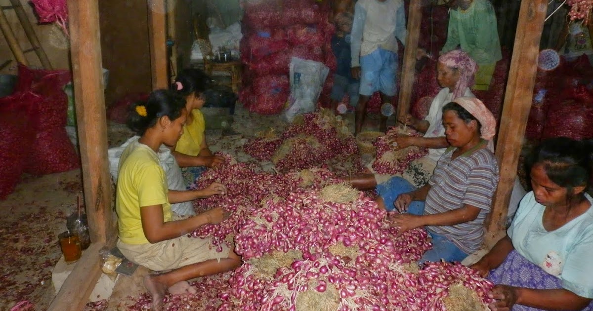 Pembersihan, Sortasi, dan Grading Bawang Merah | anakagronomy[dot]com