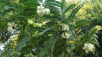 Menakjubkan 26+ Gambar Bunga Turi Putih - Gambar Bunga Indah