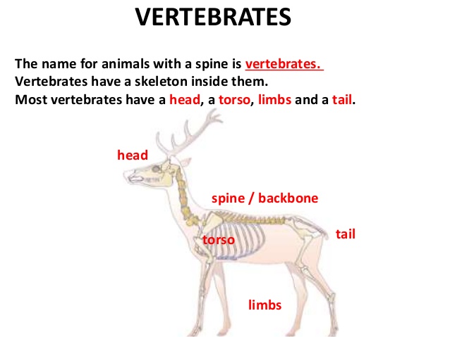 El Rincón del Pequeprofe: VERTEBRATES I: MAMMALS