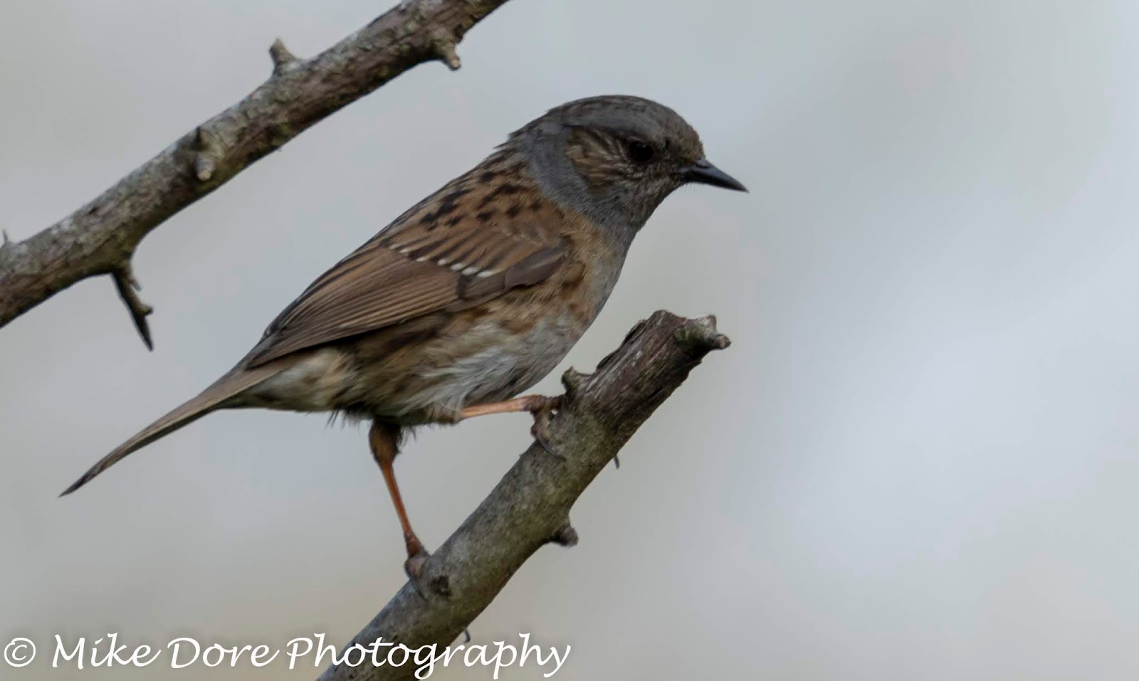 Chipster63 Photography: English Songbirds