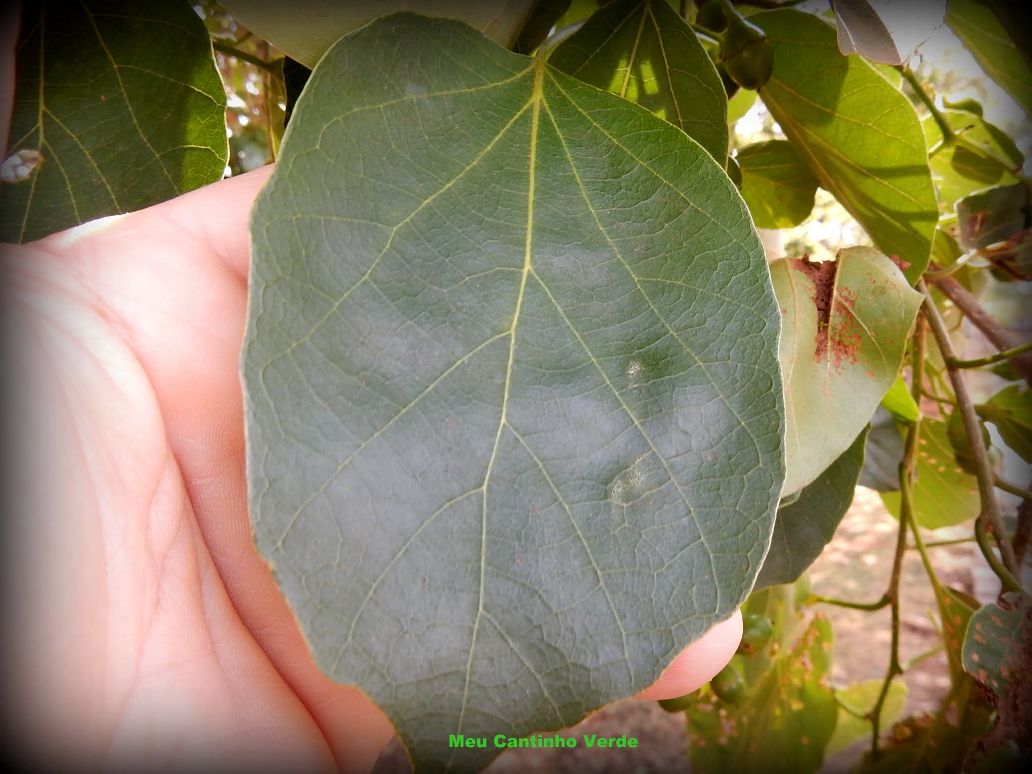 Meu Cantinho Verde: CÓRDIA-AFRICANA, LASURA - ( Cordia myxal )