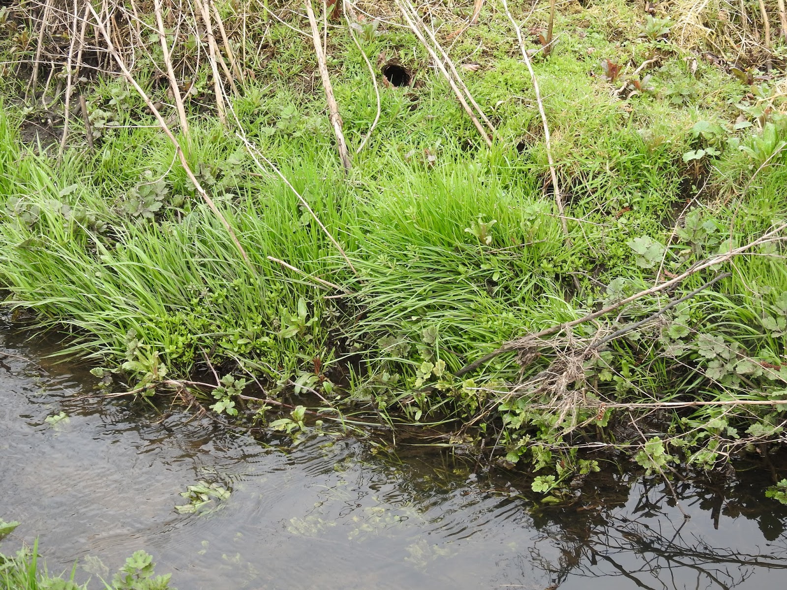 About a Brook: Burrows Special!