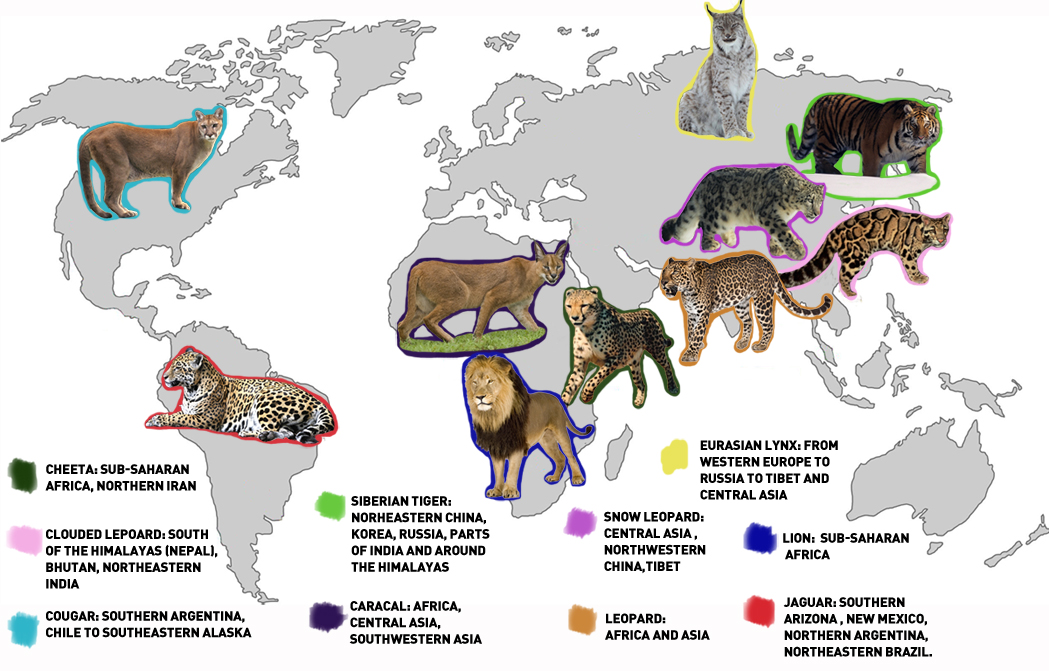 Abe s Animals Big Cat Range abe-s-animals-big-cat-range