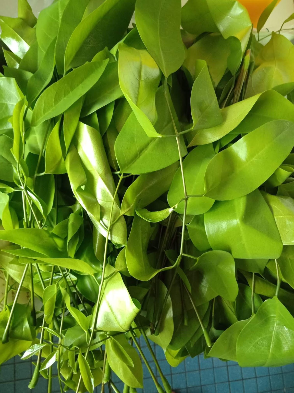 Puteh Dandelion: POKOK BELINJAU @ MELINJAU - GNETUM GNEMON