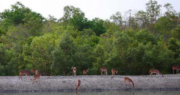 Beautiful Bangladesh: The Sundarbans
