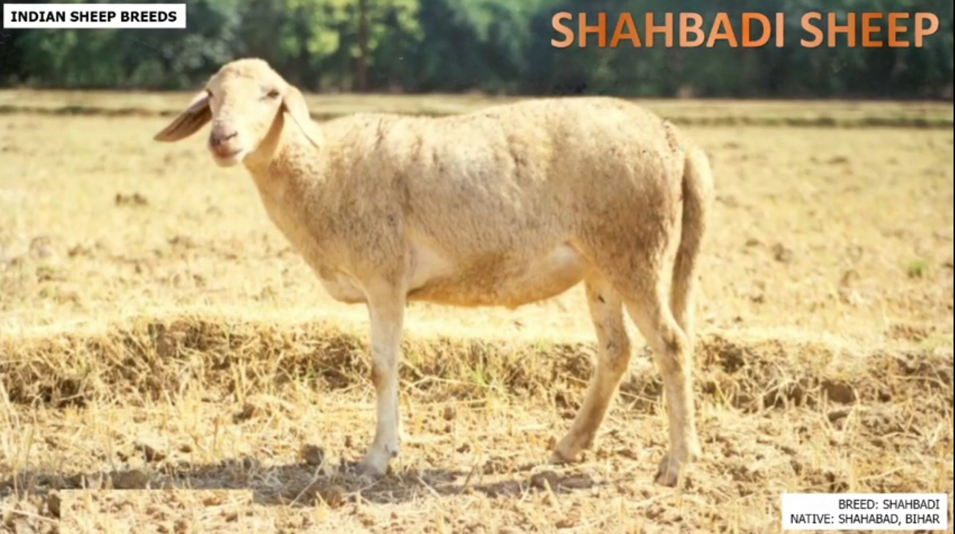 Most Popular Sheep Breeds of India