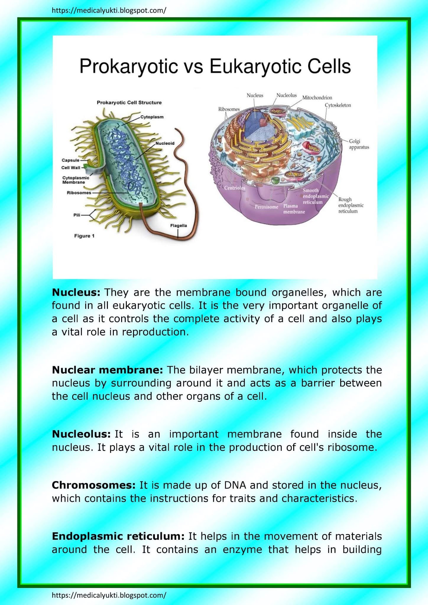 Cell Anatomy and Physiology - Medical Yukti