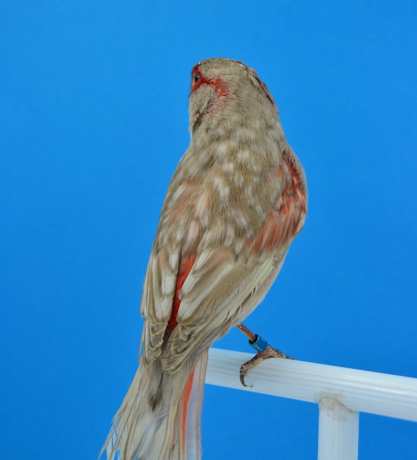 Aviario julio hernando: M.N.Colores