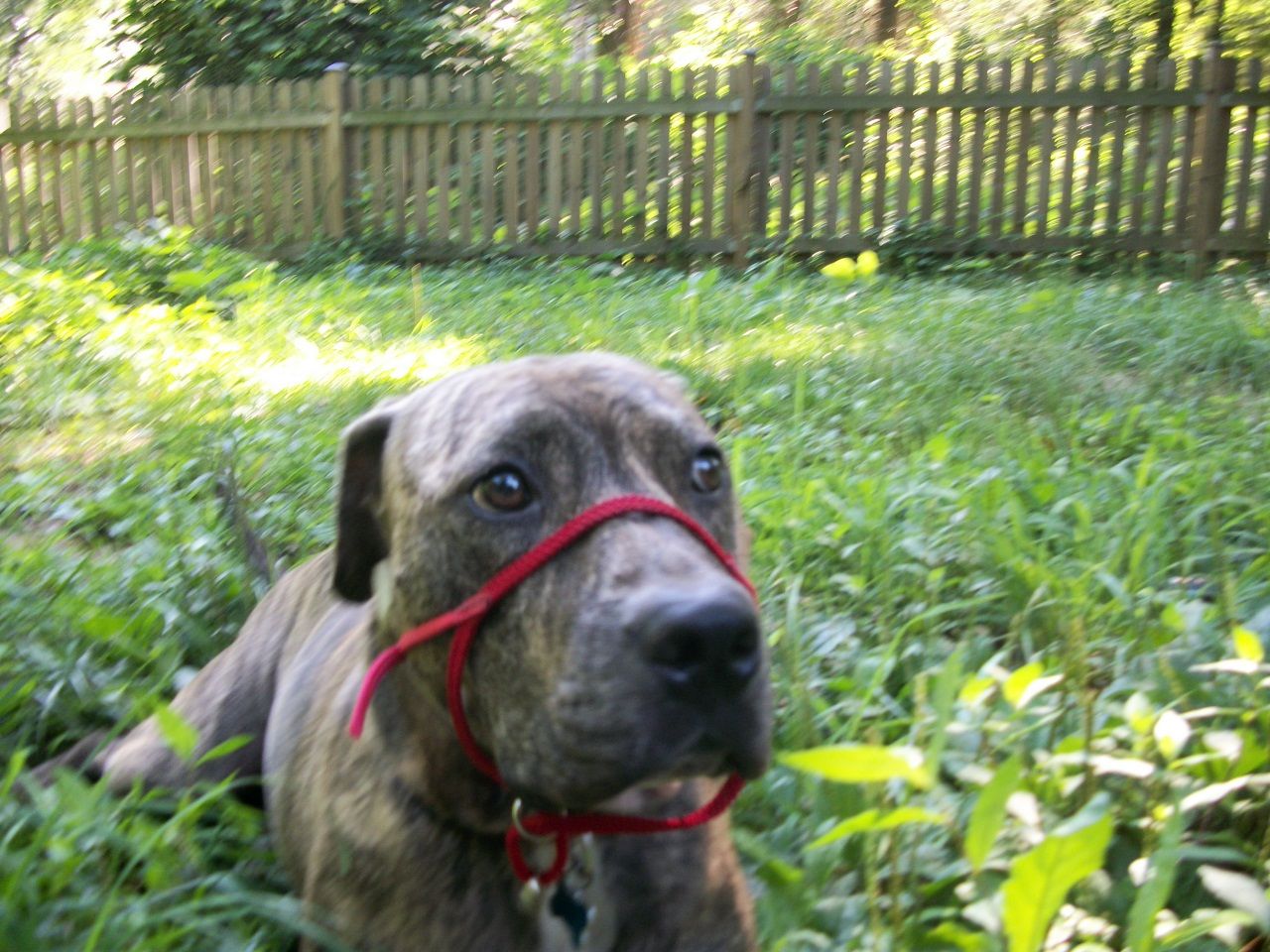 Peaceful dog: Snoot Loop