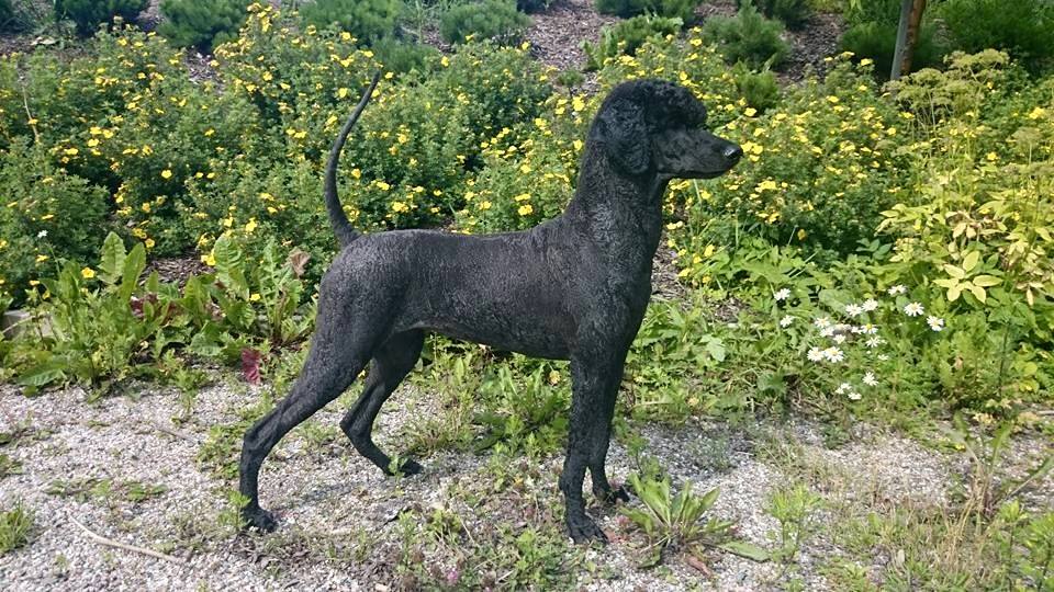 Muusapuudeli: Piitu, enkelikoira