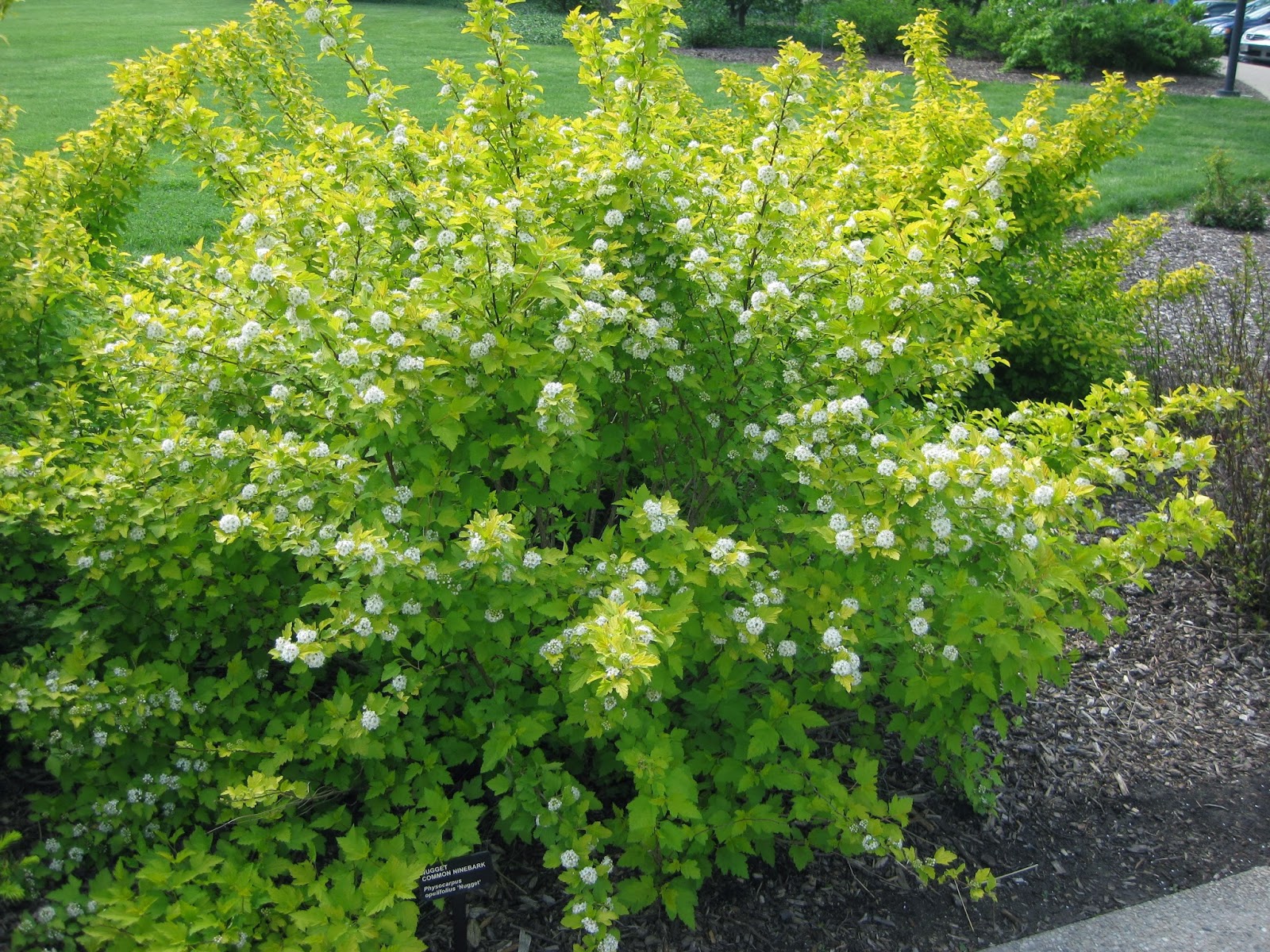 Rotary Botanical Gardens - Hort Blog: Golden Shrubberies