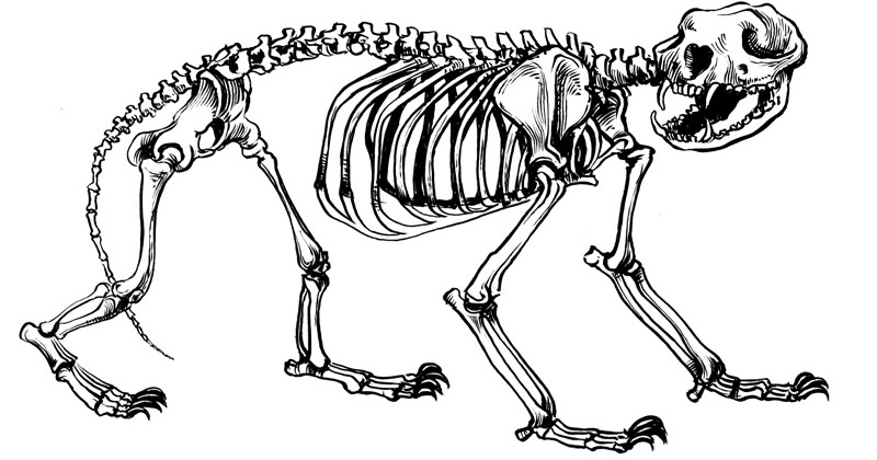 Honey Badger Skeleton
