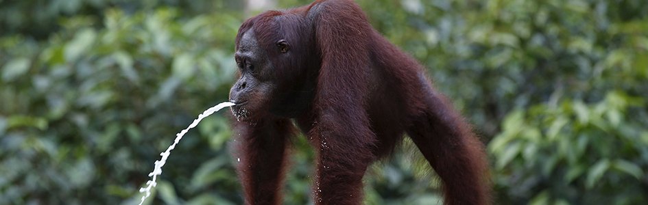 Dig Deeper: Creation Moment 12/5/2019 - What's in Monkey Spit?