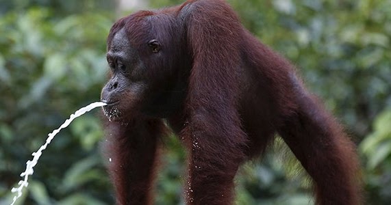 Dig Deeper: Creation Moment 12/5/2019 - What's in Monkey Spit?