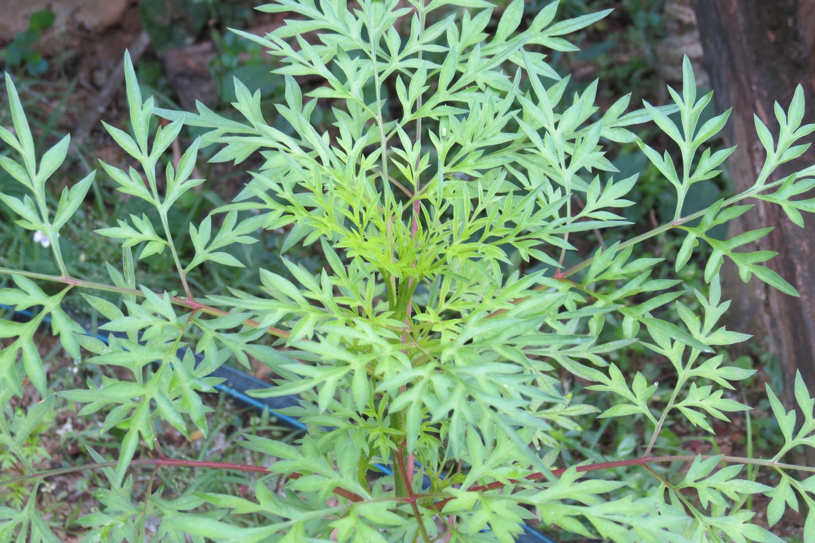 warna warni hidupku..............: Ulam Raja