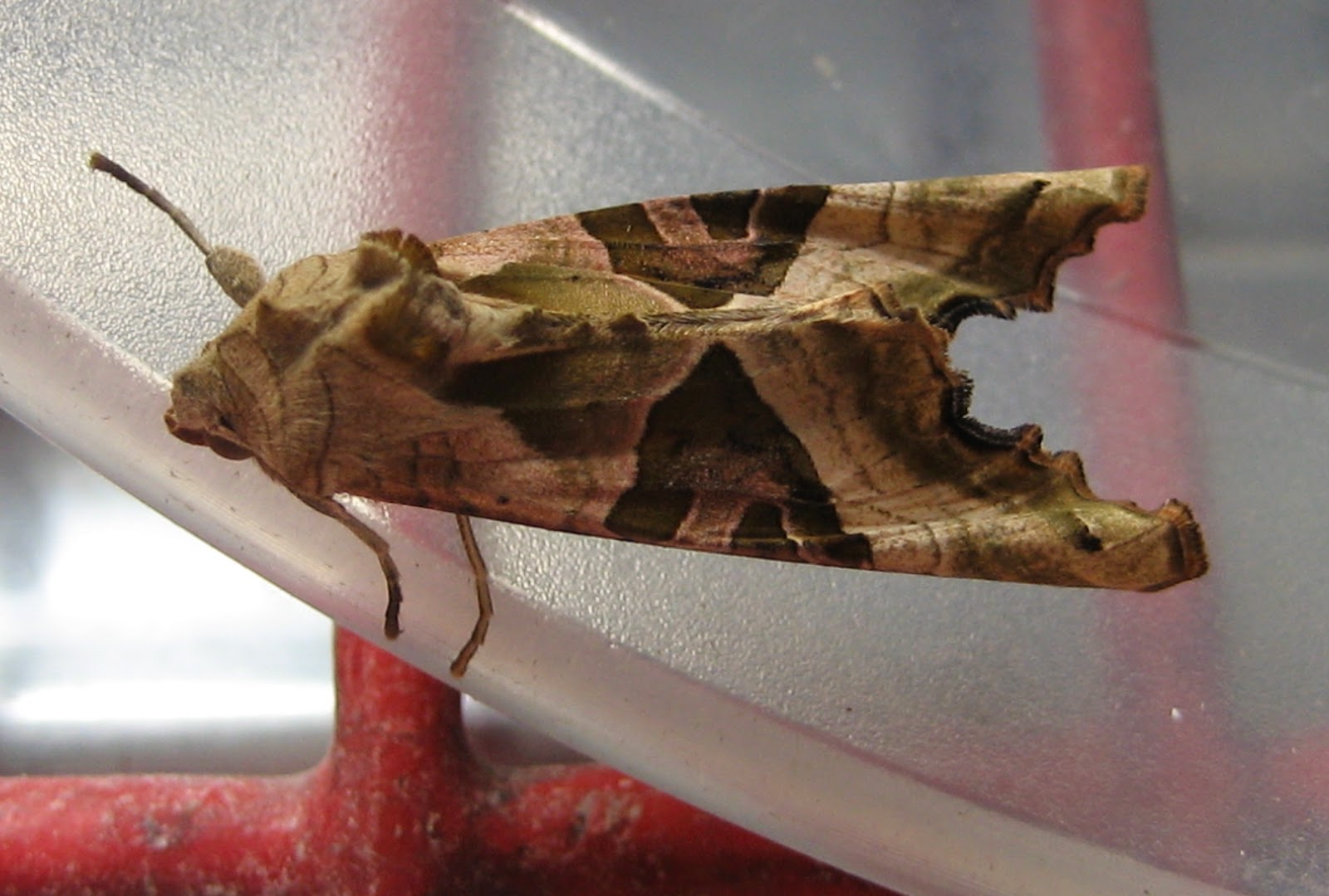 Martin's Moths: Hatching and catching