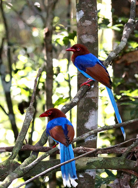 Sri Lankan Endemic Birds: Kahibella - Lanka Blue Magpie (Urocissa ornata)