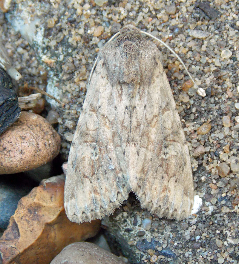 The Garden Moth Challenge: In my Lincolnshire Wolds Garden July report