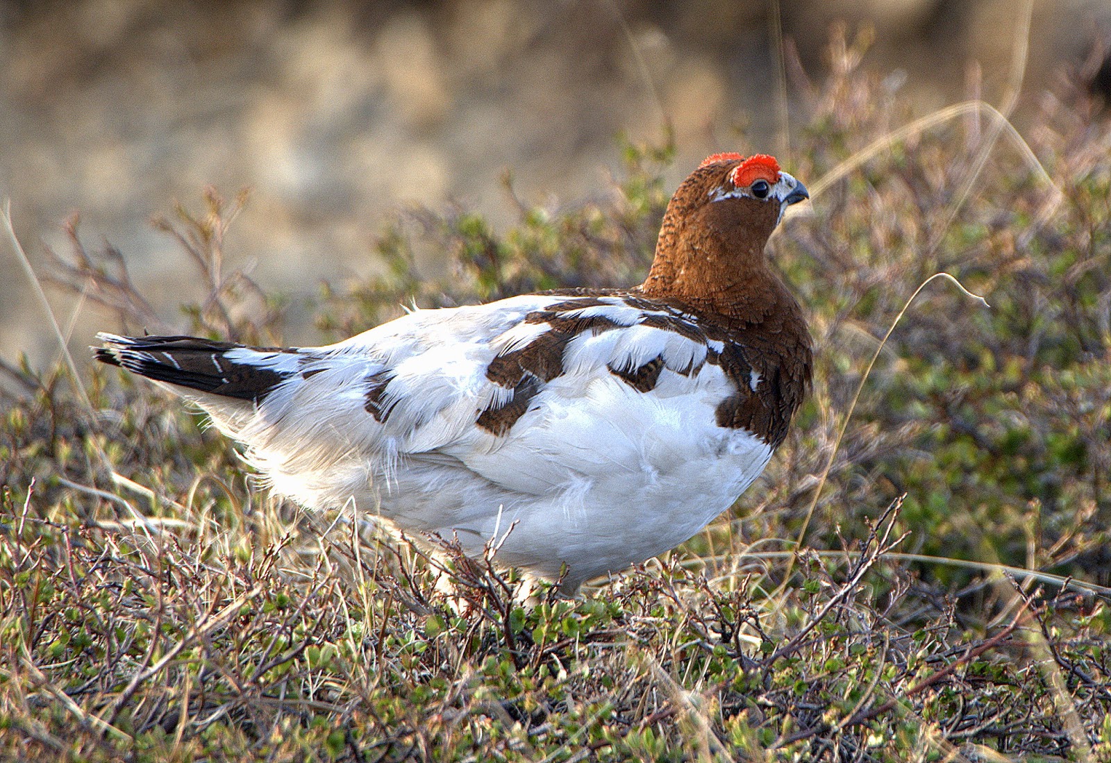 clearlyconfused: Alaska Bird Photo Adventure