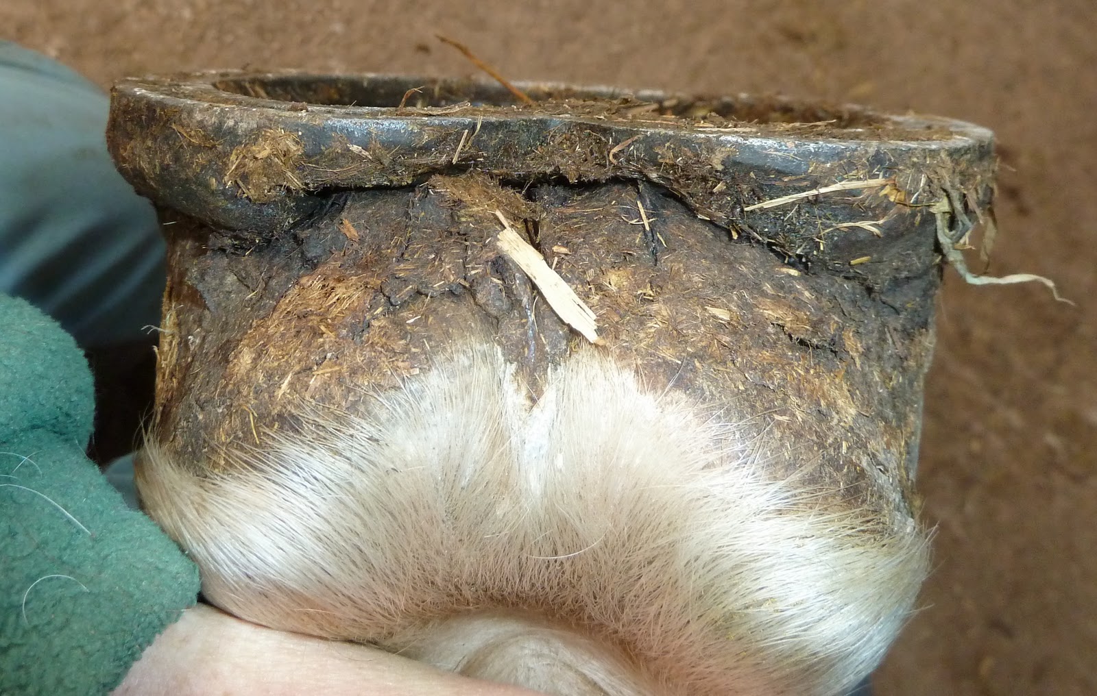 Rockley Farm: The under-rated (caudal) hoof