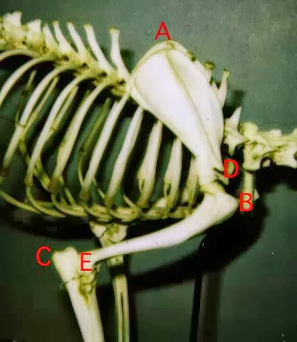 Anatomy: Scapula Of Dog - veterinary online