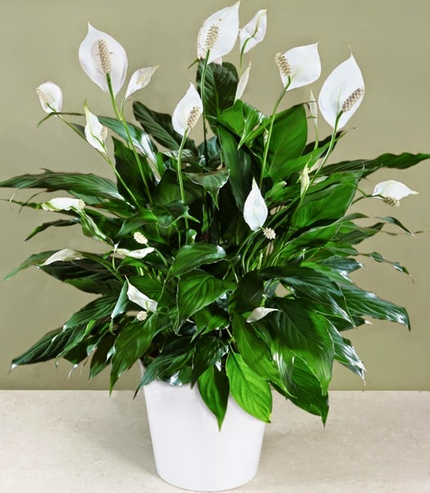 5 Tanaman Hias Yang Bisa Membersihkan Udara Dalam Ruangan - Pesona ...