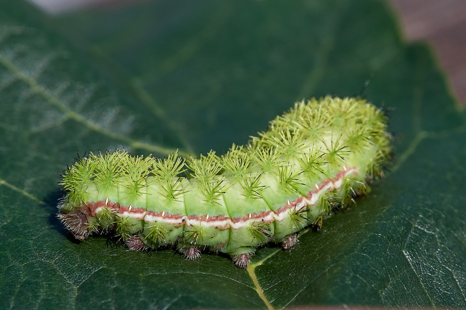 Mike's Photographs : A couple of weird critters.