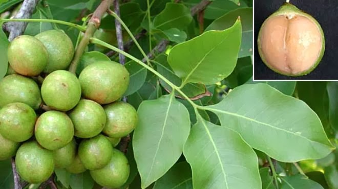 COLECTIVO DIGNIDAD: Huaya: las propiedades medicinales del fruto exótico