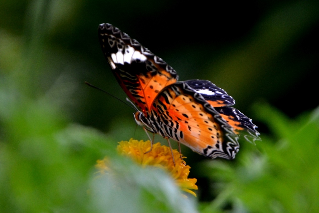 My little vegetable garden: Butterfly so beautiful, "lacewing"