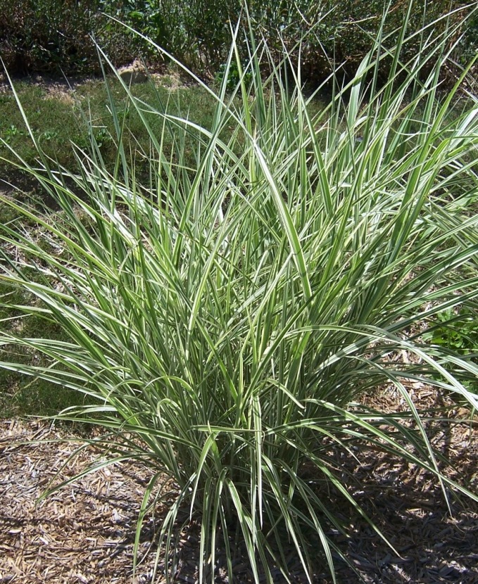 The 2 Minute Gardener: Photo - Variegated Miscanthus (Miscanthus ...