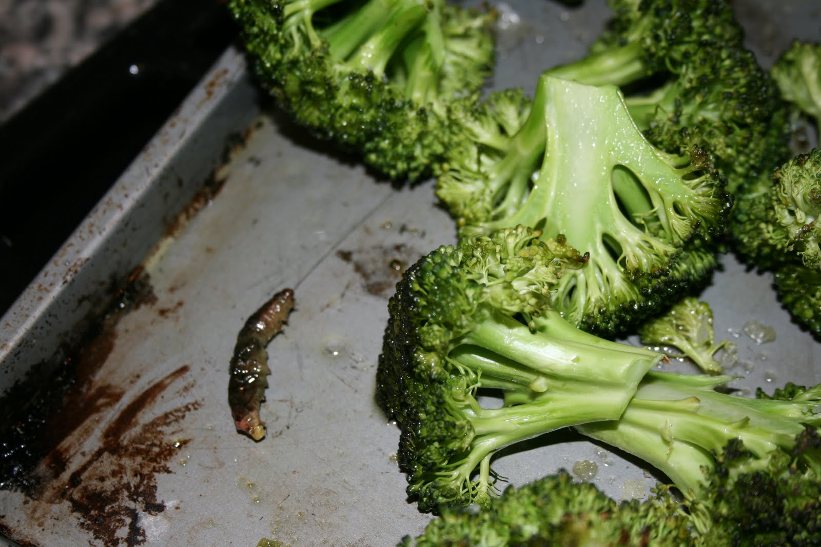 The Story Tales: and would you like some roasted worm on the side?