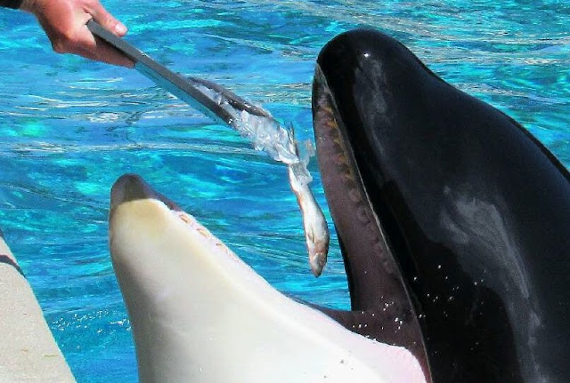 Voice of the Orcas: Our Comments on the New Orca Encounter at SeaWorld
