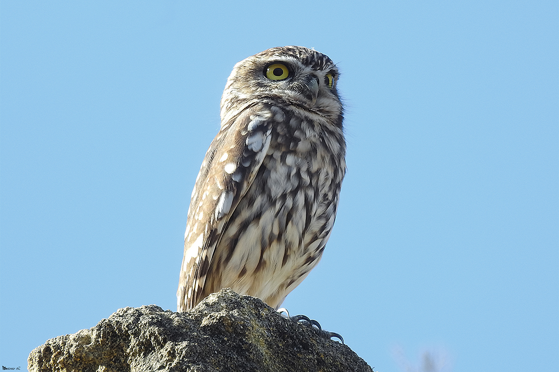 Objetivo: Naturaleza Viva: Mochuelo europeo o común (Athene noctua)