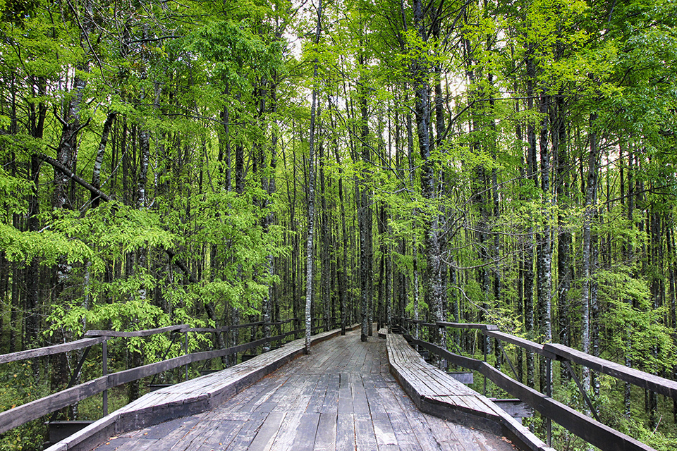CHILE DE NORTE A SUR: HUILO HUILO - CHILE