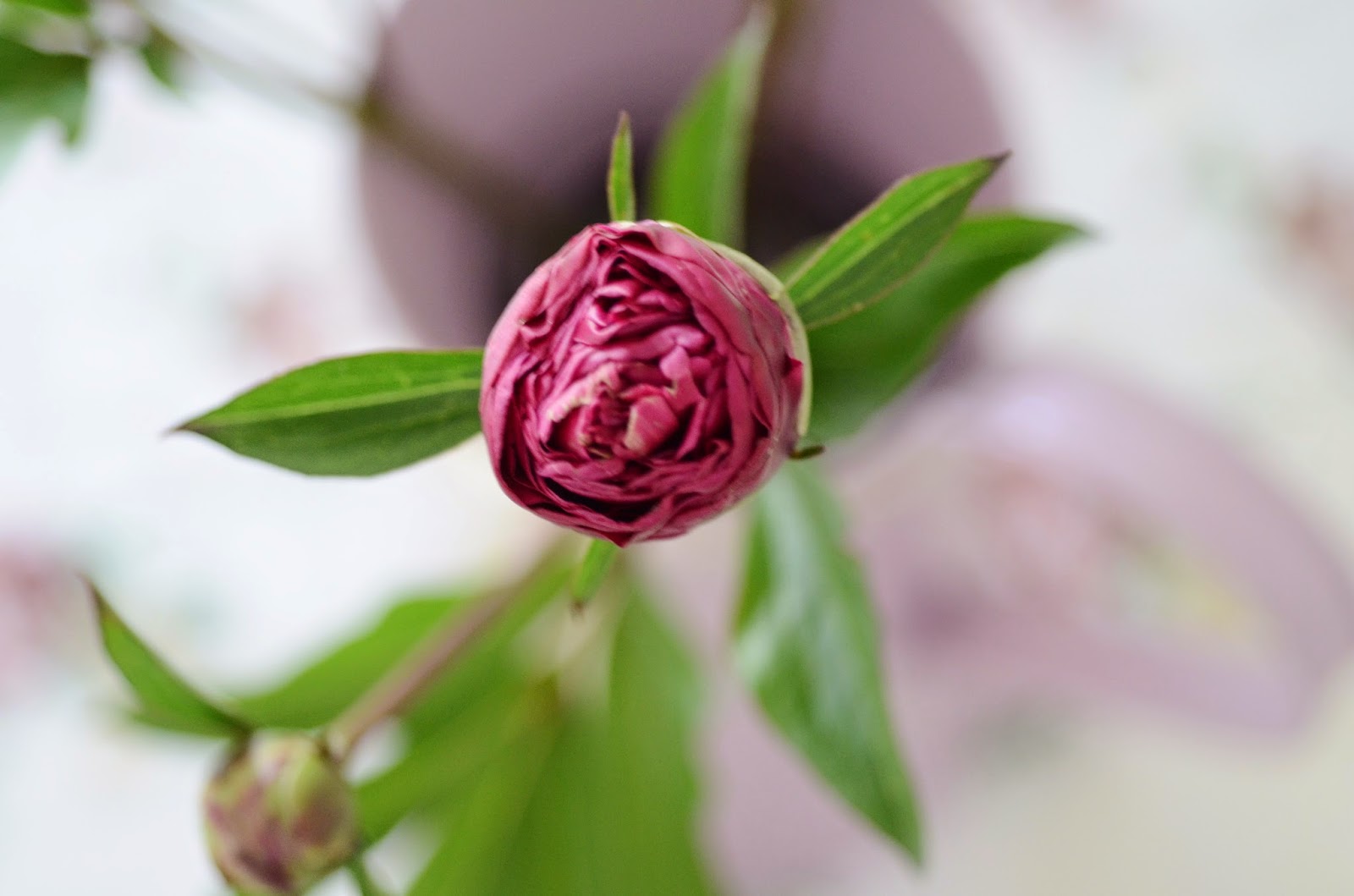 kavica z mano: potonike