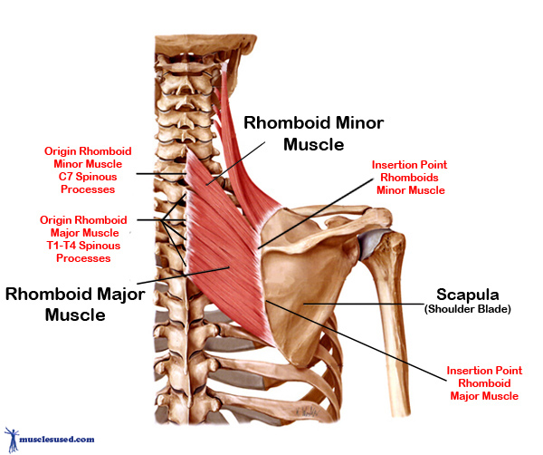 Rhomboid Attachment