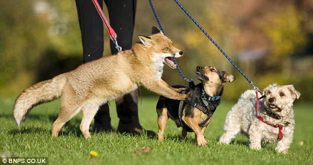 The animal zone: Foxy Roxy makes herself top dog as she moves in with ...