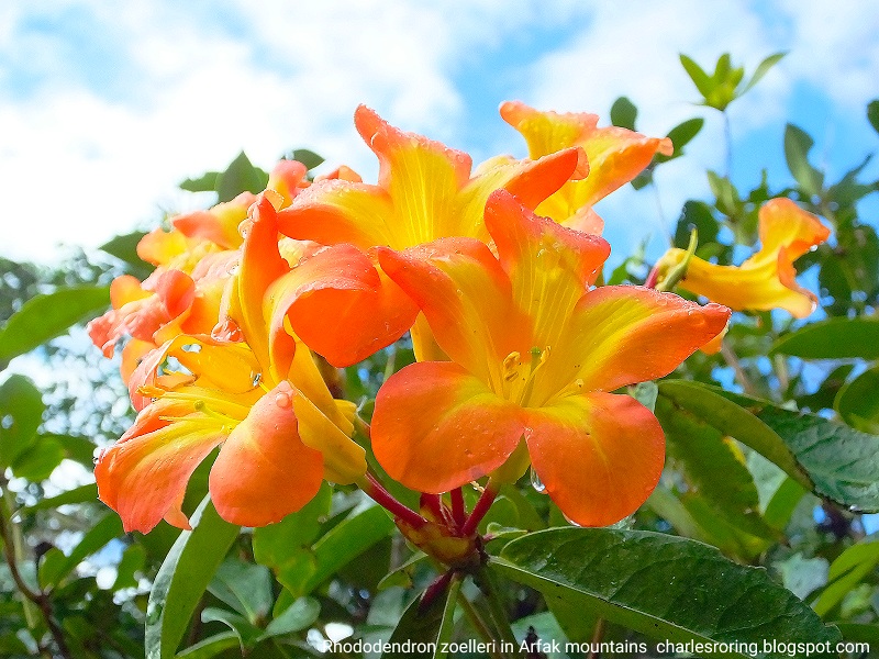 Birdwatching and Wildlife Watching in Indonesia's West Papua: Green ...
