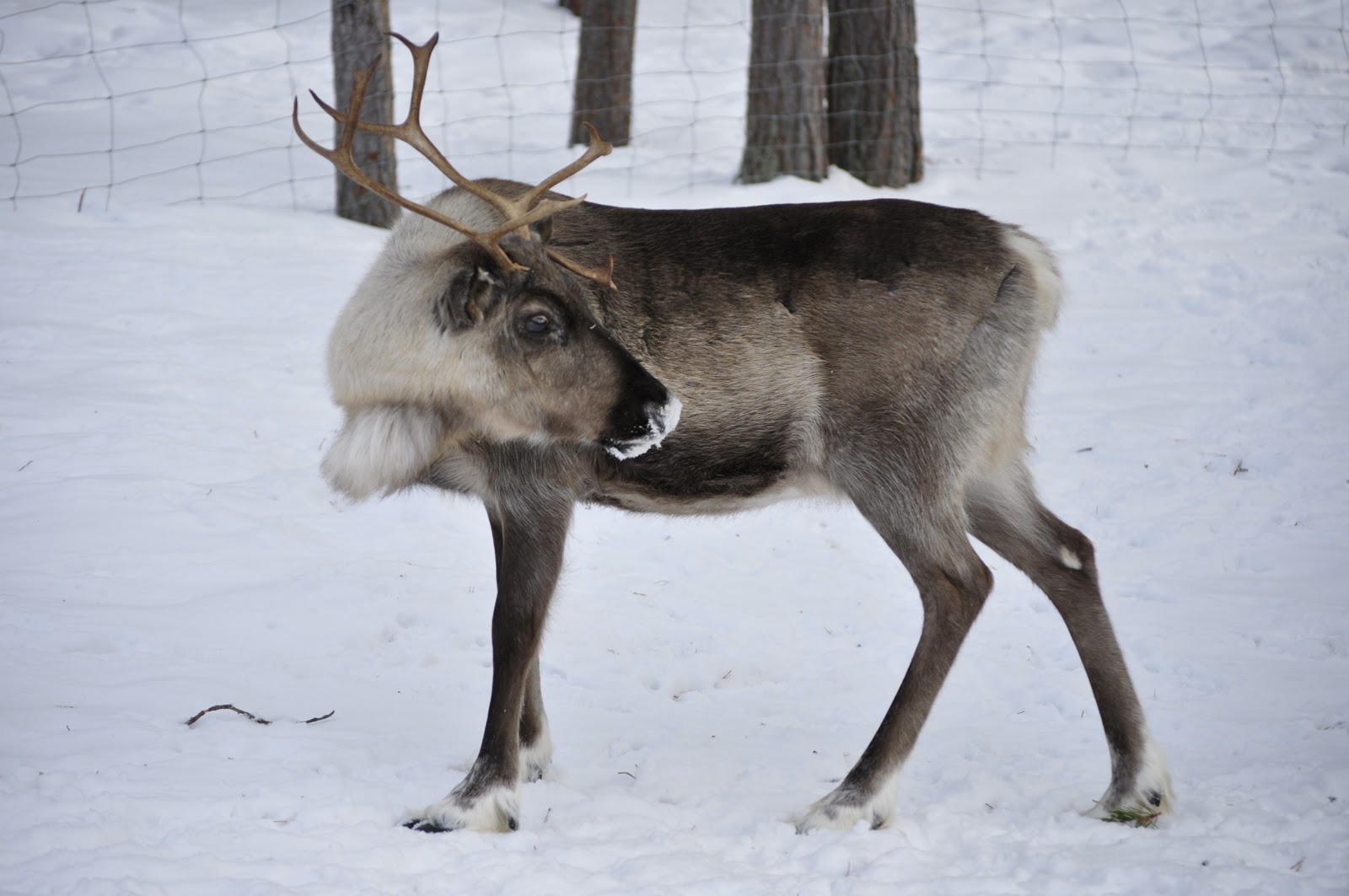 Les Aventures extraordinaires de Flo: Sur le chemin de l'hiver Lapon ...