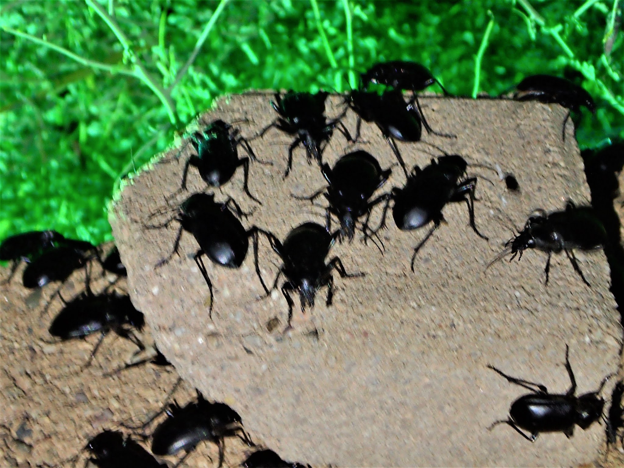 Arizona: Beetles, Bugs, Birds and more