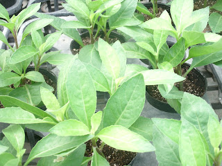 wonderful heavens and earth!!: THE DIFFERENCE BETWEEN ASHITABA AND ...