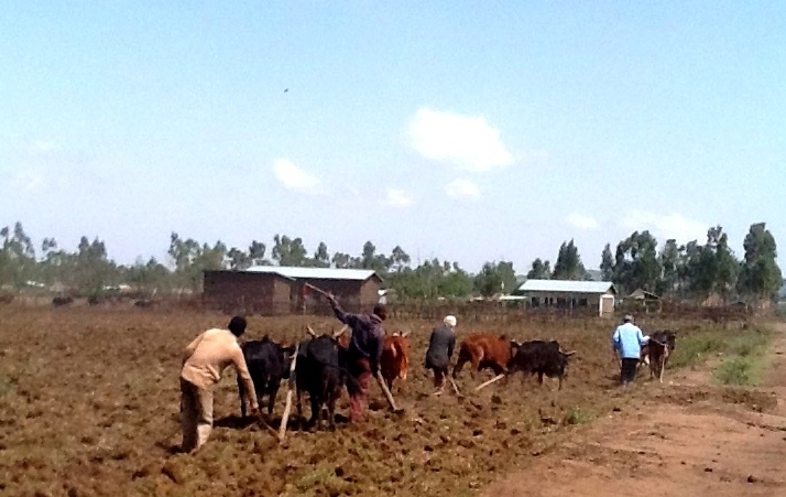 DEXTER IN ETHIOPIA: Images from life in Iteya, Ethiopia