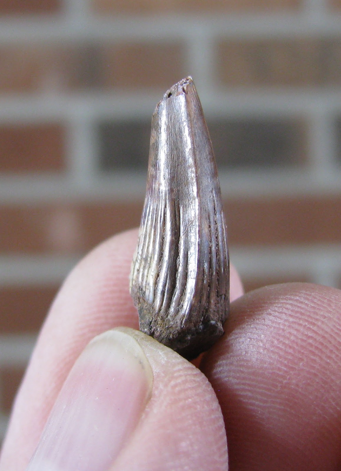 Views of the Mahantango: Hyneria lindae tooth from the Catskill formation