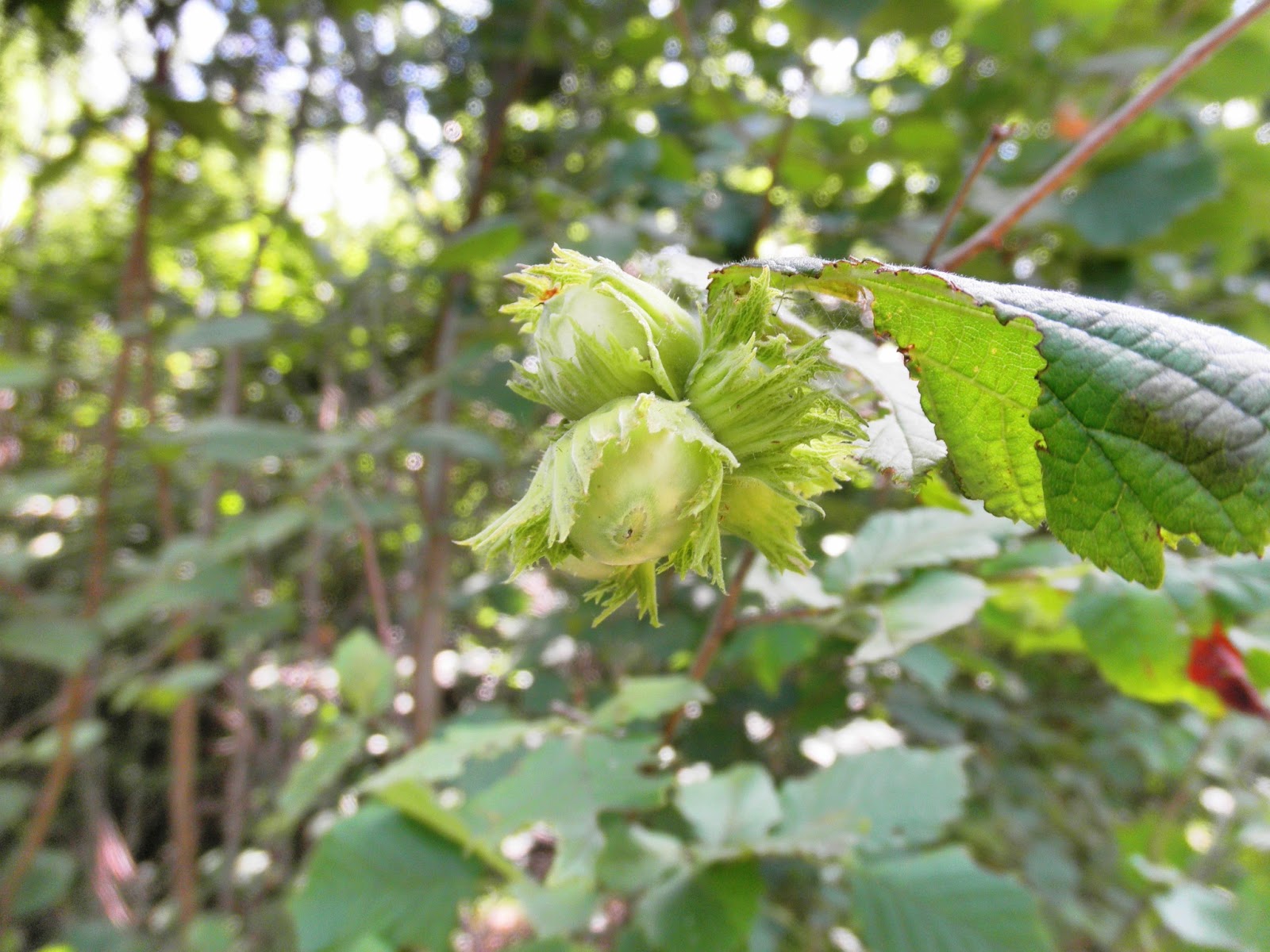 Fishing and Fly fishing: Ciuperci si capuse