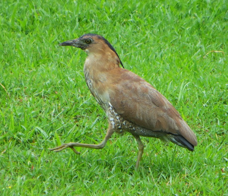 A Wandering Naturalist: Taiwan: Birds Around Taipei