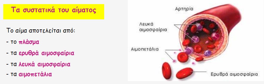 Στ1 Νέου Μαρμαρά 2020-21: Τα συστατικά του αίματος