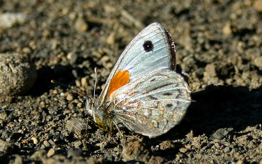 JÓIAS DA NATUREZA: ARGYROPHORUS ARGENTEUS - (Blanchard, 1852)