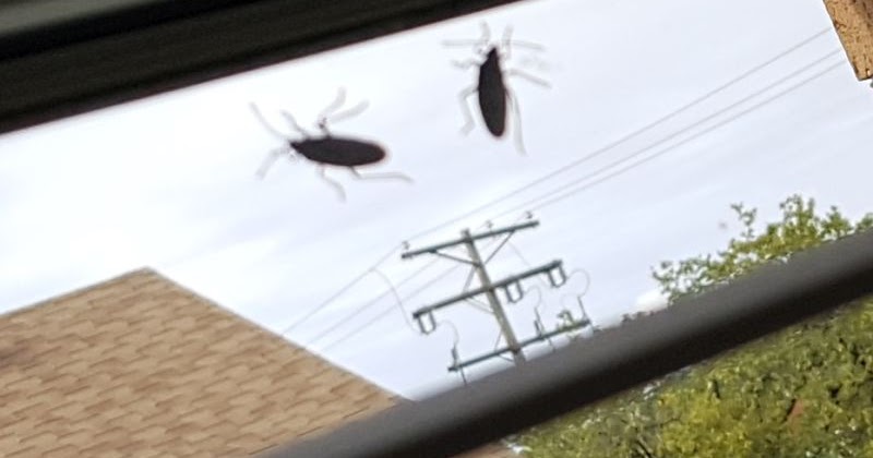 Maple Bugs On My Window