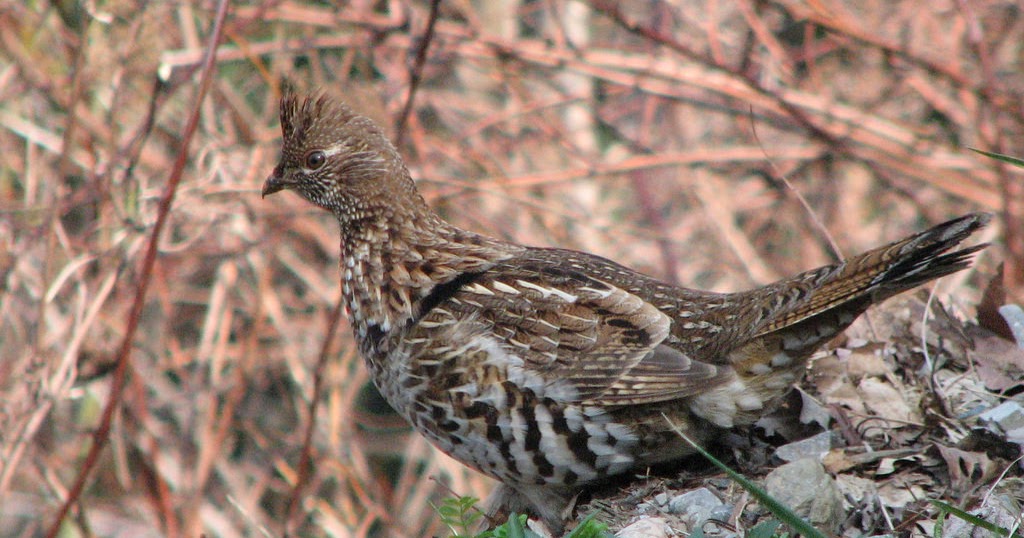 Earth and Space News: North American Ruffed Grouse Habitats: Gray Red ...